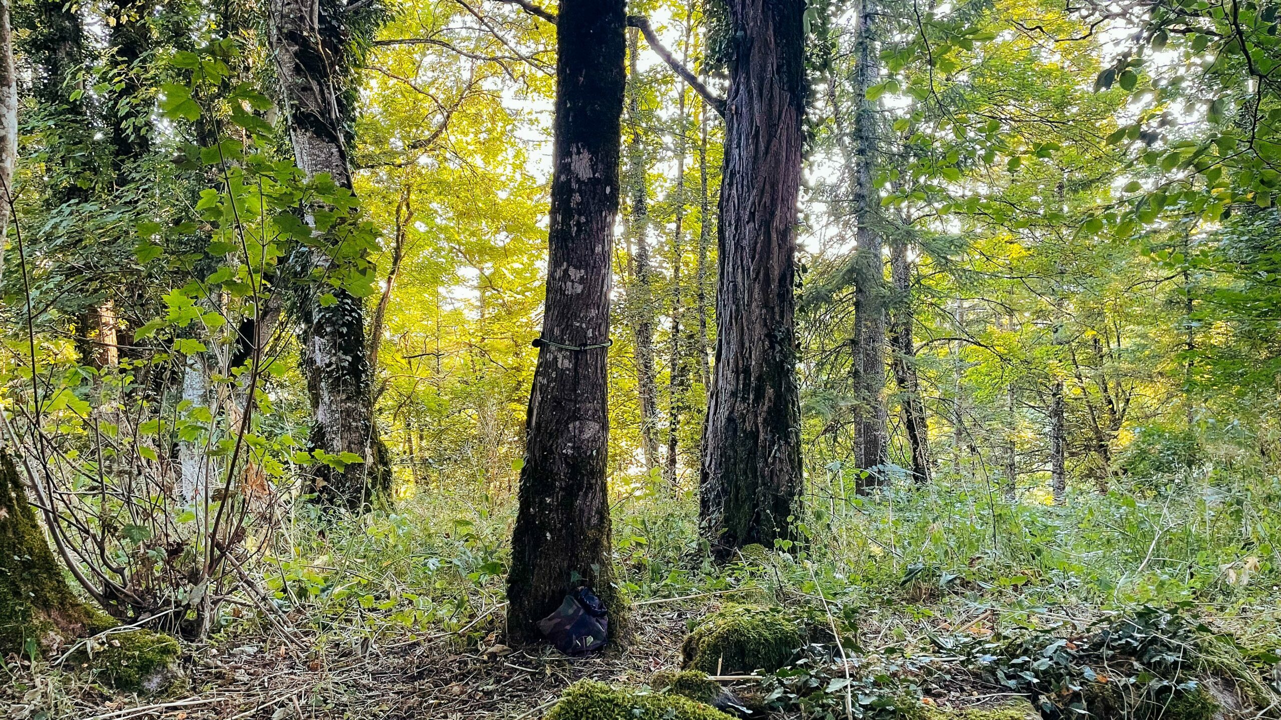 The Drop Rig Technique - Audio Field